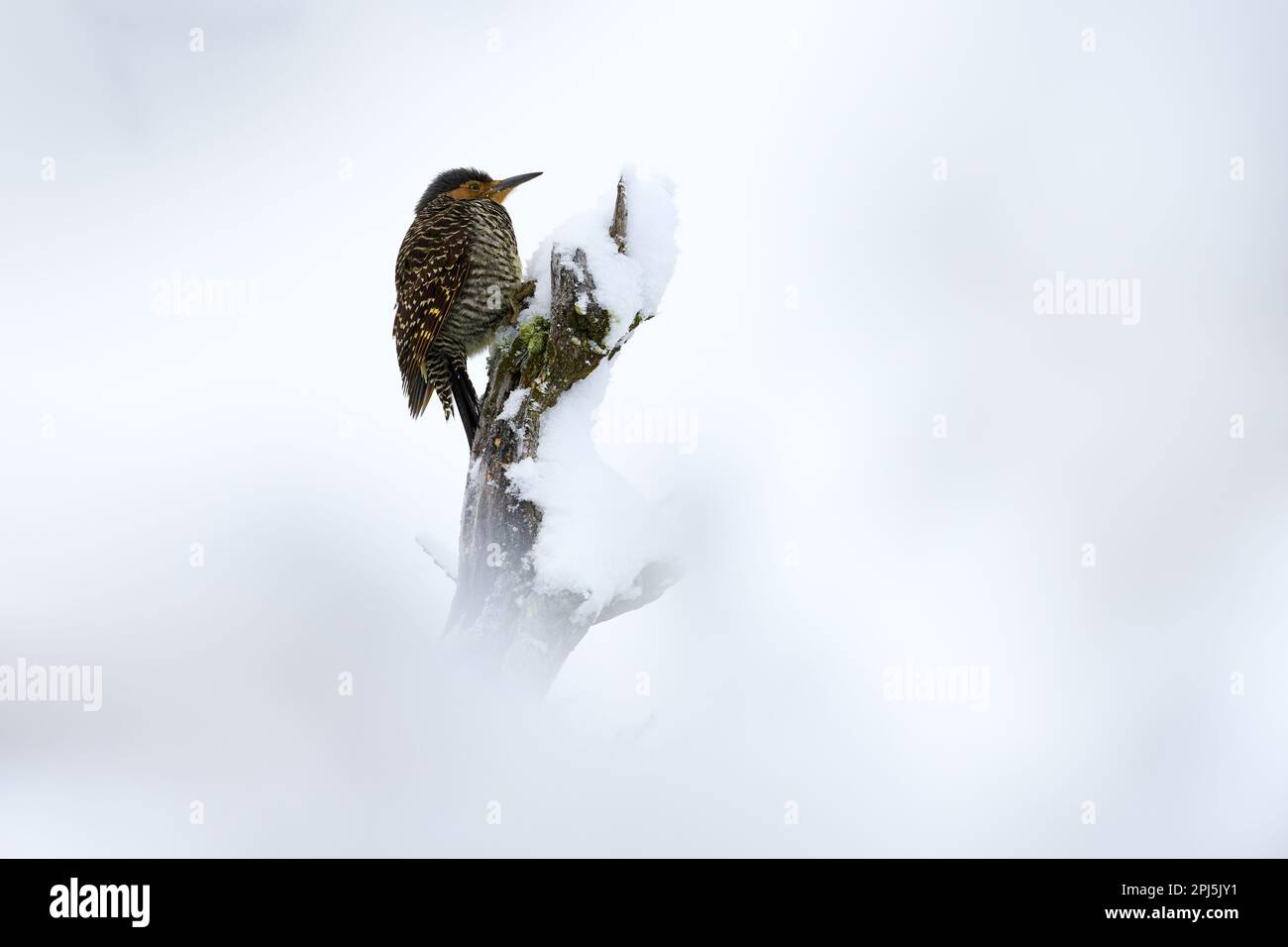 Icteridae aves avian wildlife nature hi-res stock photography and ...