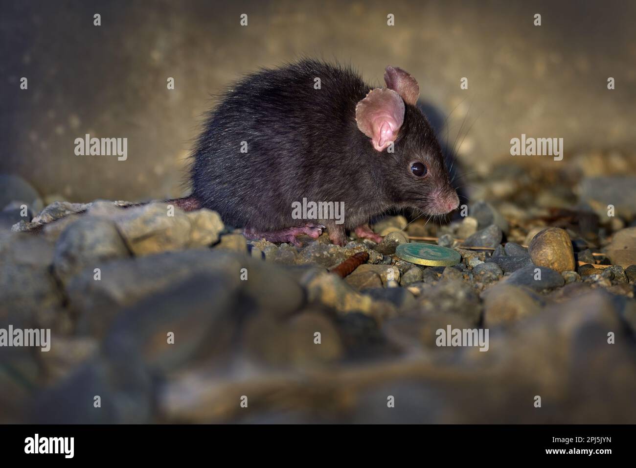 Black rat, Rattus rattus, wild mouse in the uban wildlife habitat ...