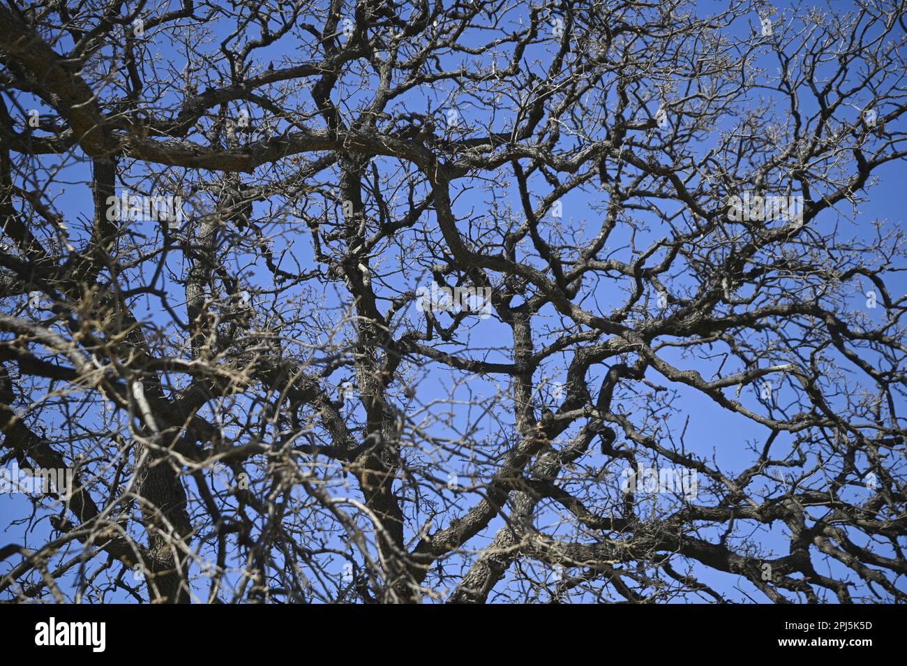 Oak tree branches against a blue sky Stock Photo - Alamy