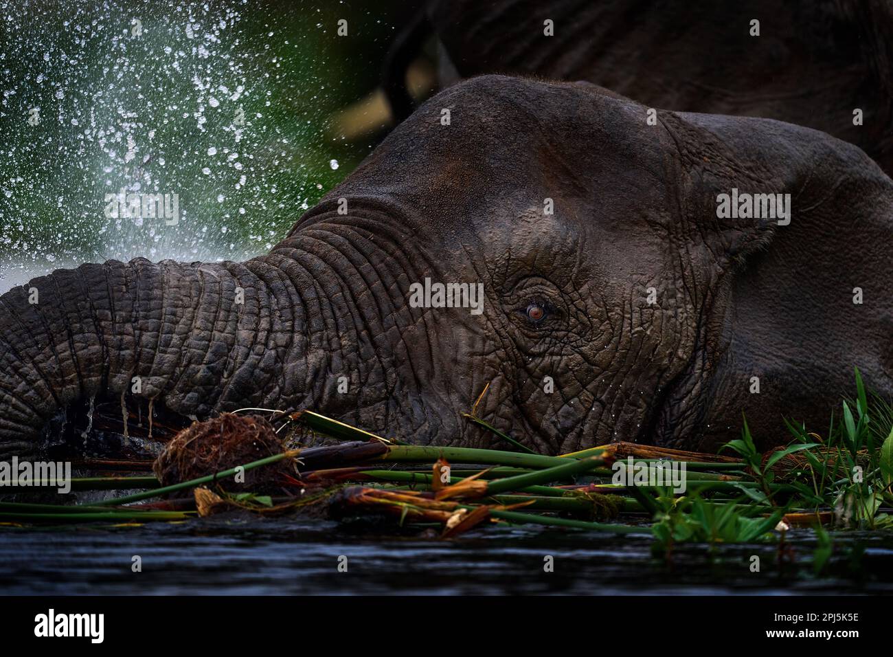 Uganda wildlife, Africa. Elephant in rain, Victoria Nile delta ...