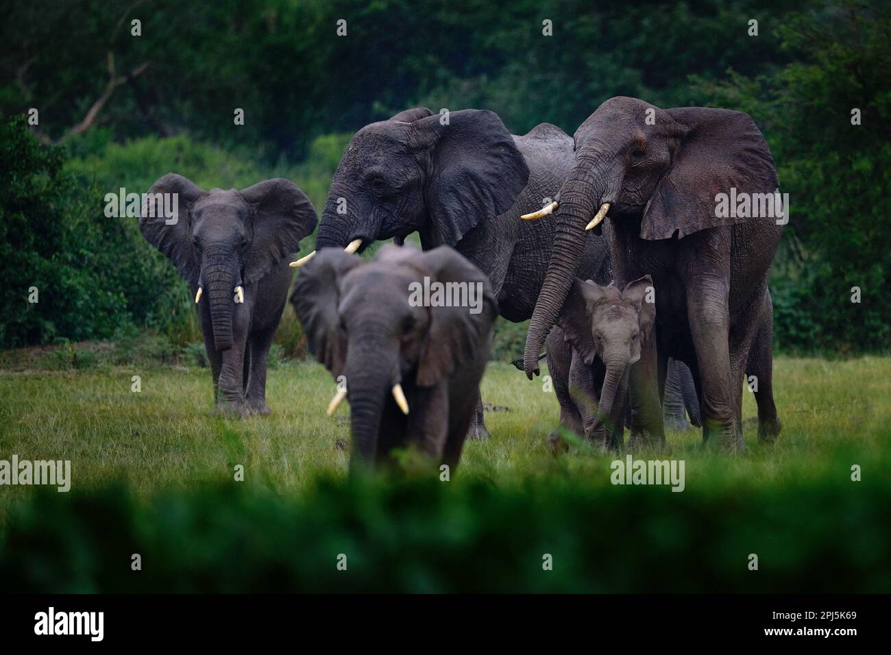 Elephants in rain. Elephant in Murchison Falls NP, Uganda. Big Mammal ...