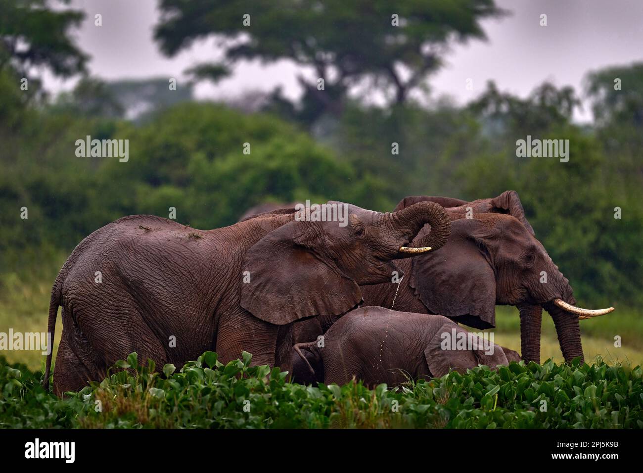 Uganda wildlife, Africa. Elephant in rain, Victoria Nile delta ...