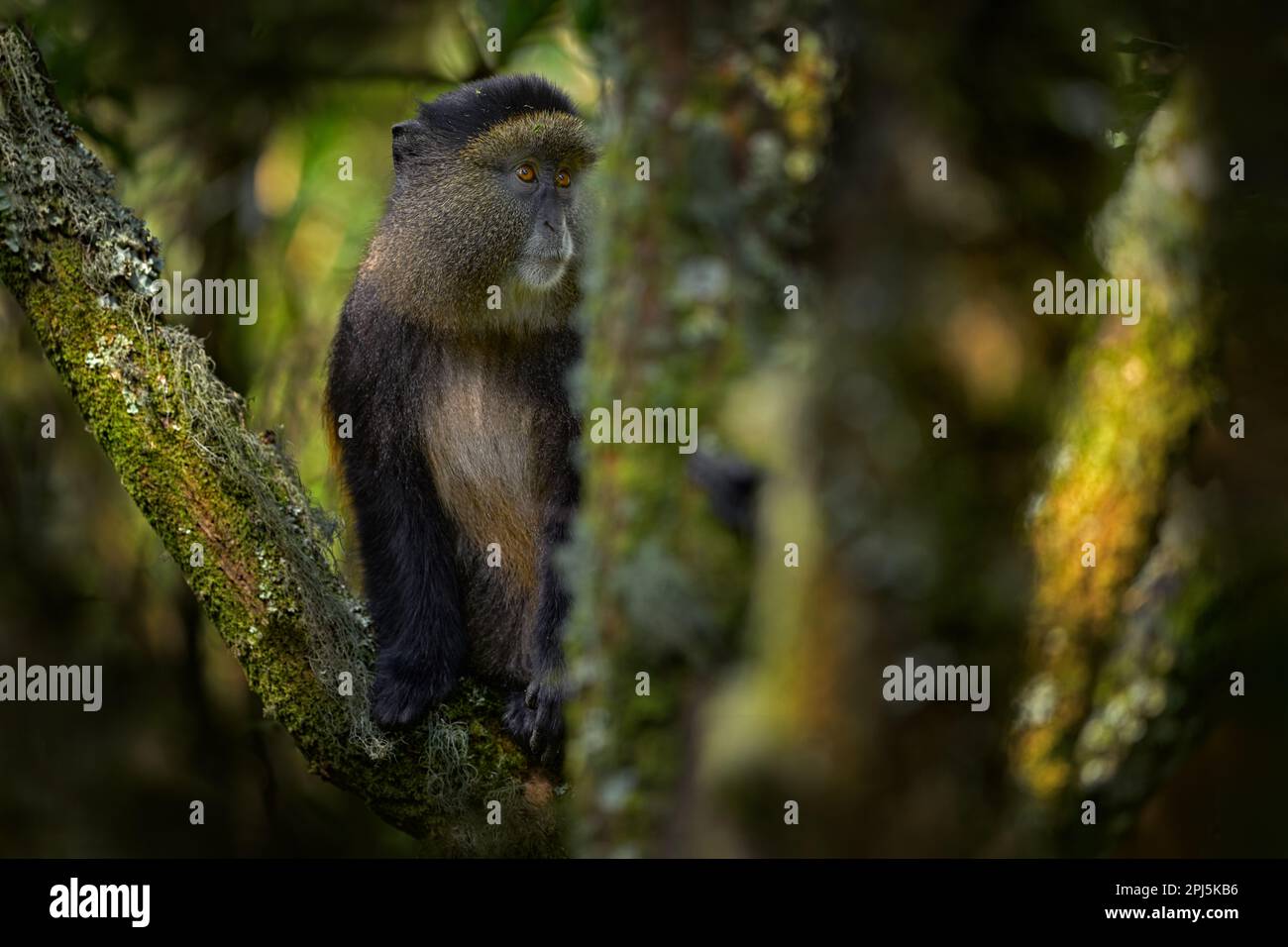 Golden monkey, Cercopithecus kandti, Golden Mgahinga Gorilla National ...