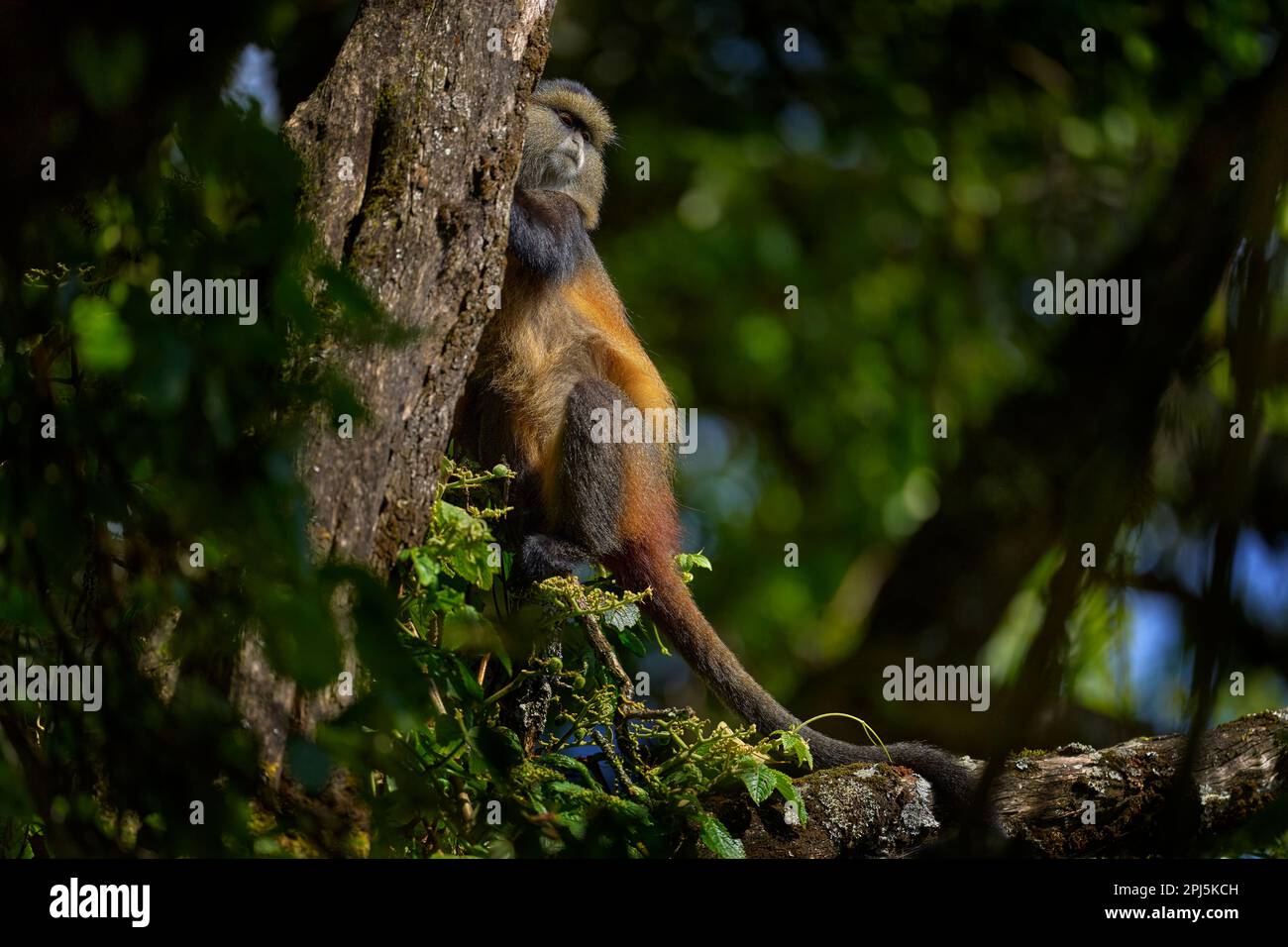 Golden monkey, Cercopithecus kandti, Golden Mgahinga Gorilla National ...