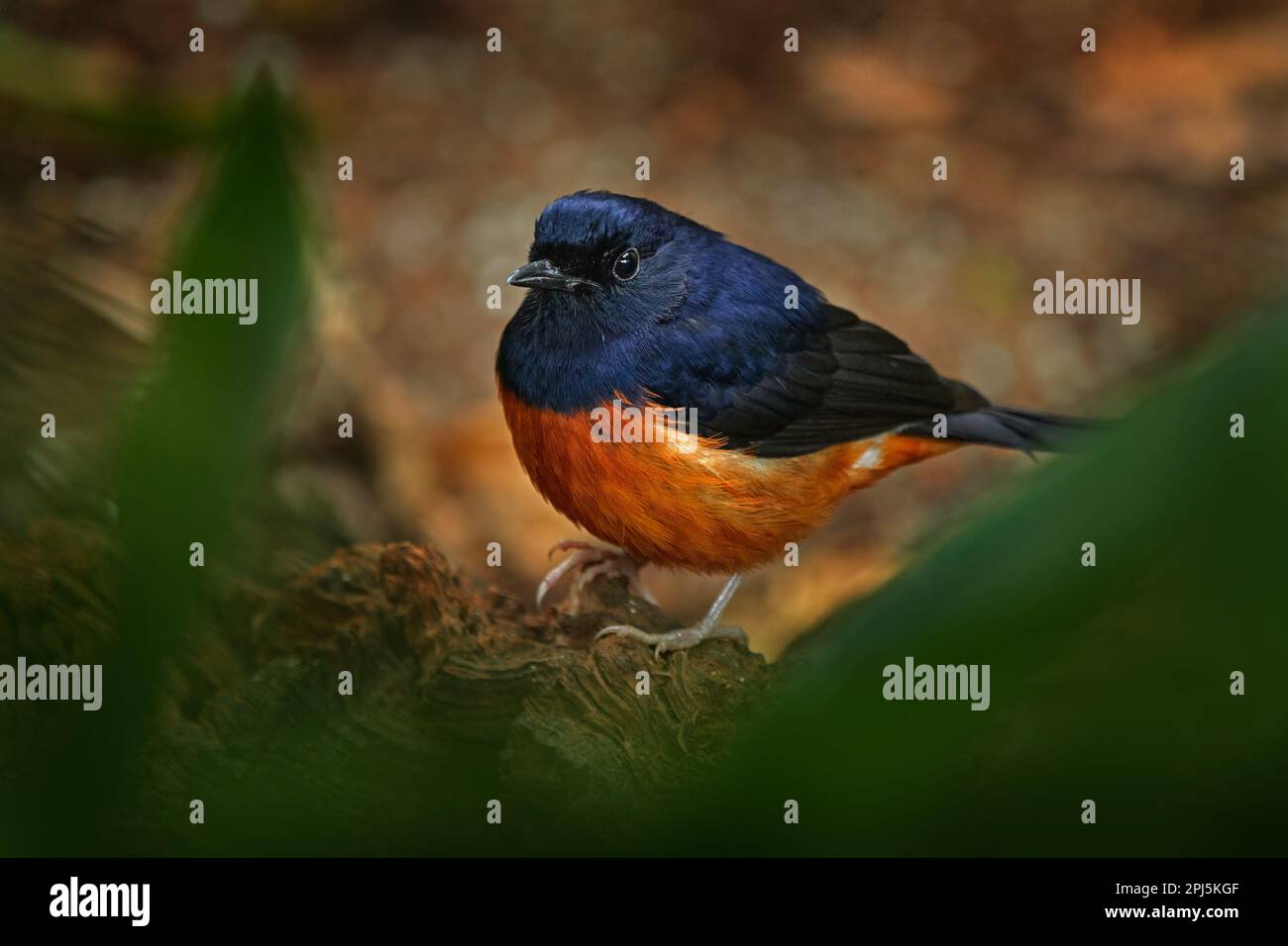 White-rumped shama, Copsychus malabaricus, blue and orange rare bird ...