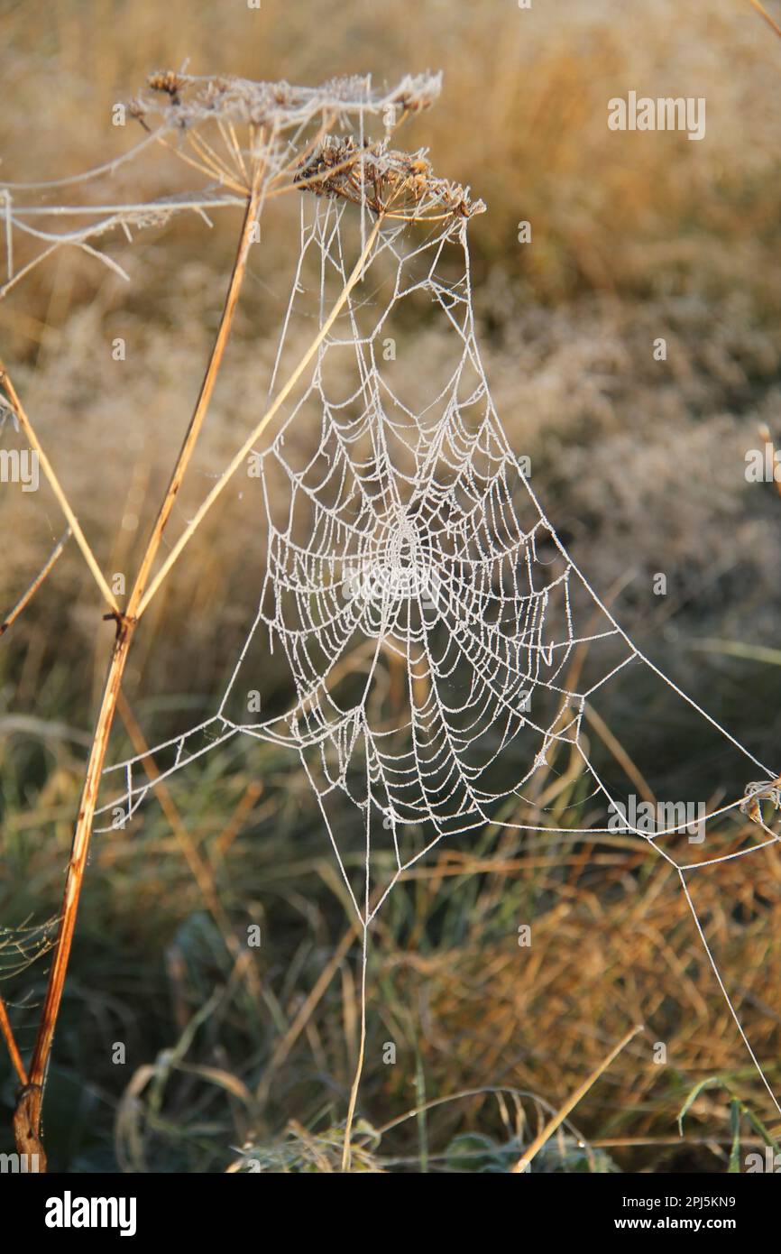 Cobweb strand hi-res stock photography and images - Alamy