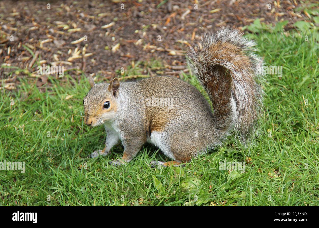 A Grey Squirrel Resting on Grass in a Woodland Area Stock Photo - Alamy