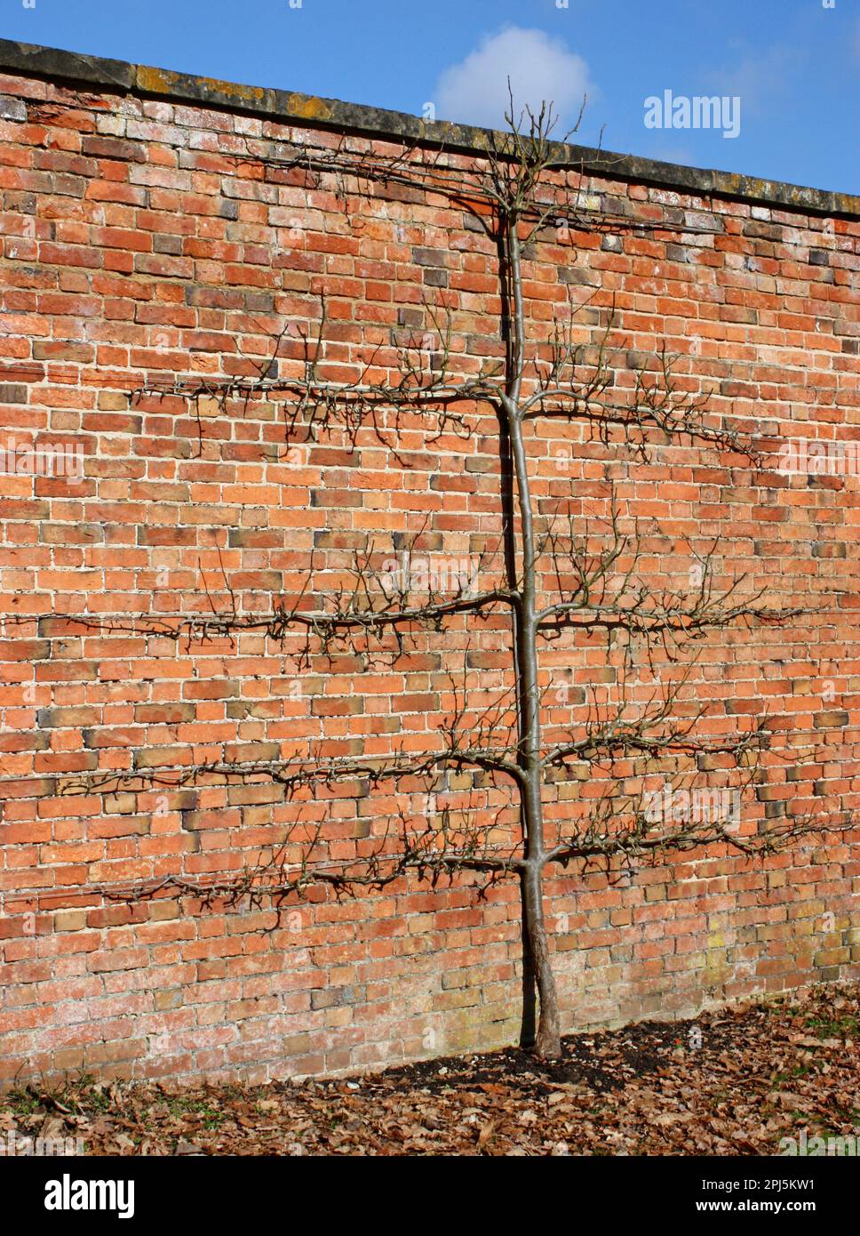 An Espalier Designed Pear Fruit Tree on a Brick Wall Stock Photo - Alamy