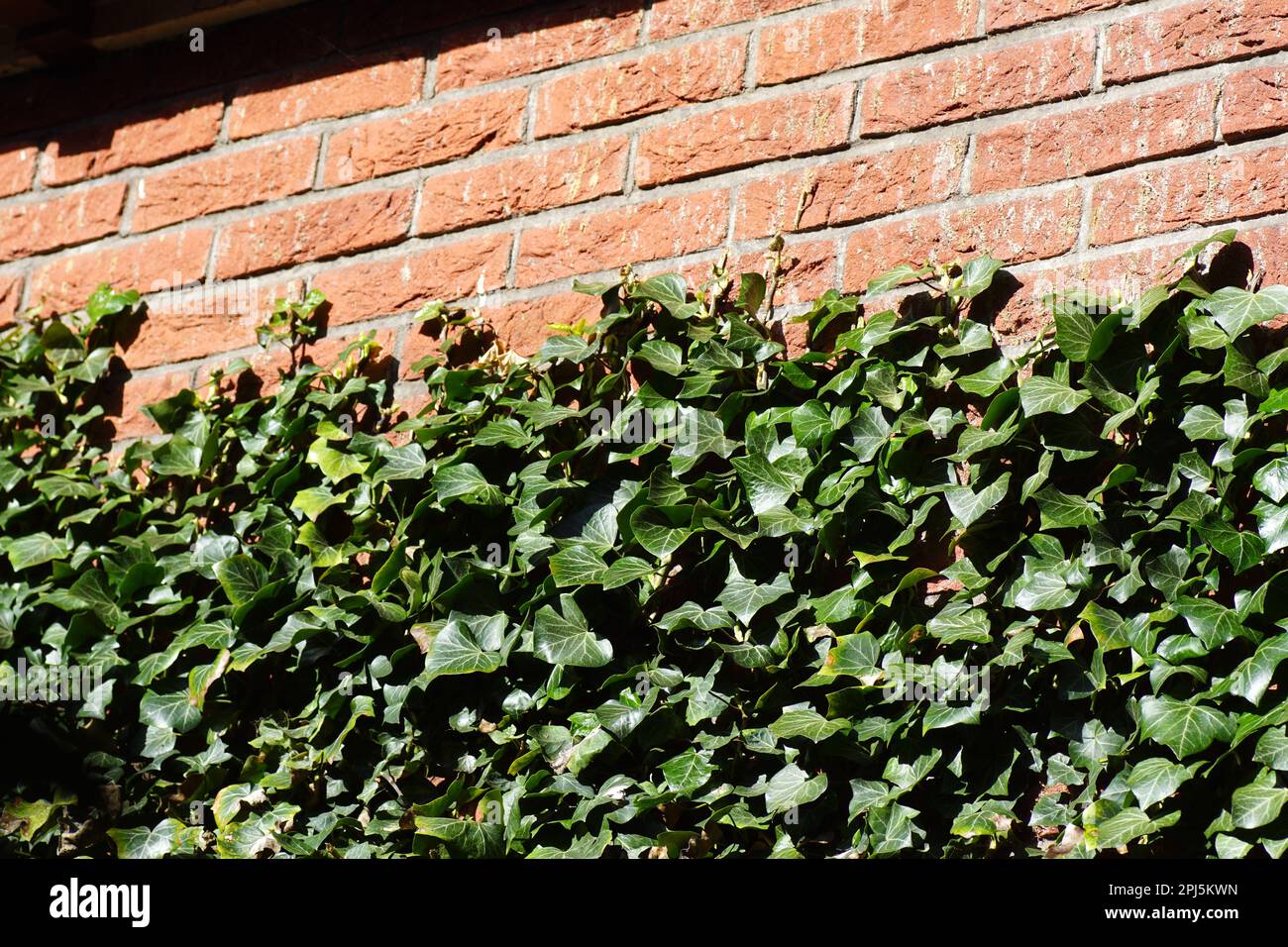 Closeup of ivy (Hedera helix), family Araliaceae on a red brick wall in ...