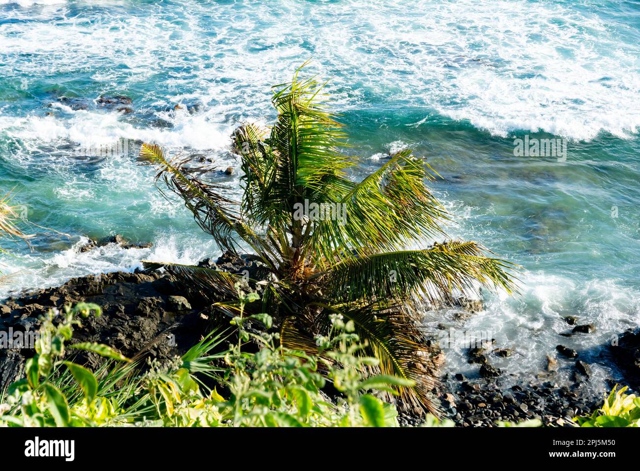 Seascape with leaves and trees on the hill. Top view. Salvador, Bahia ...