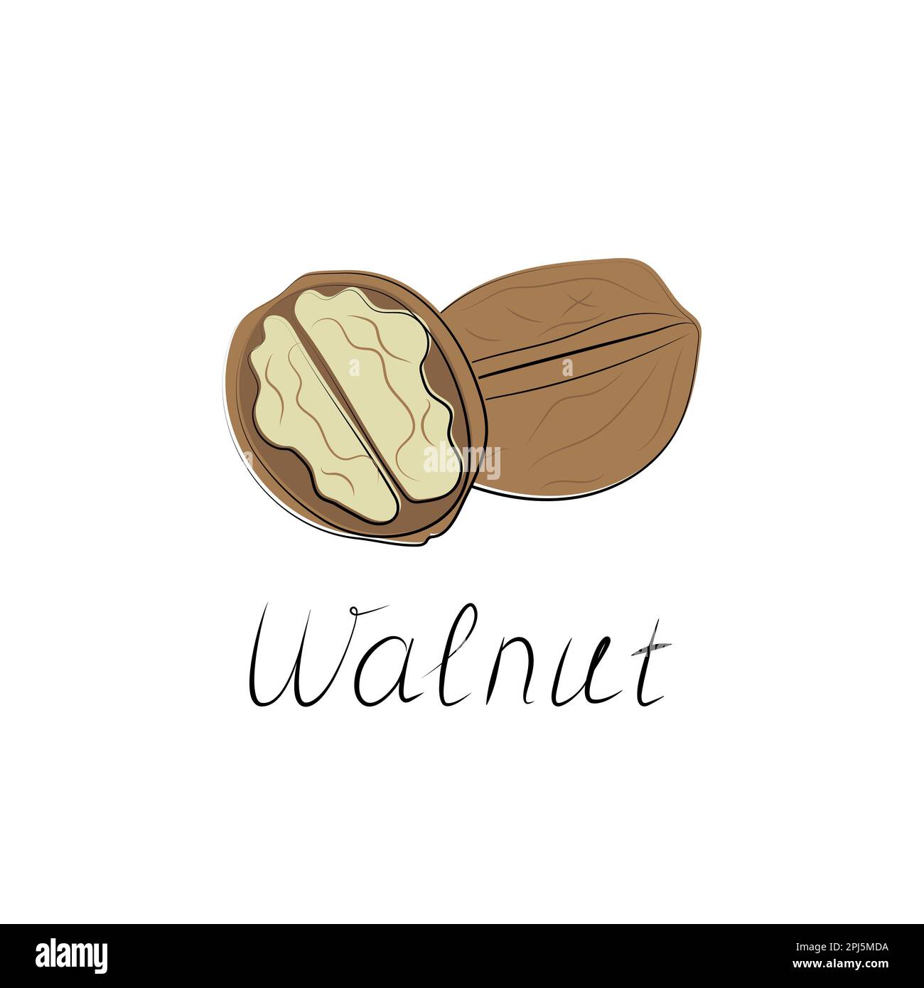 Walnut hand-drawn vector Illustration isolated on white background ...