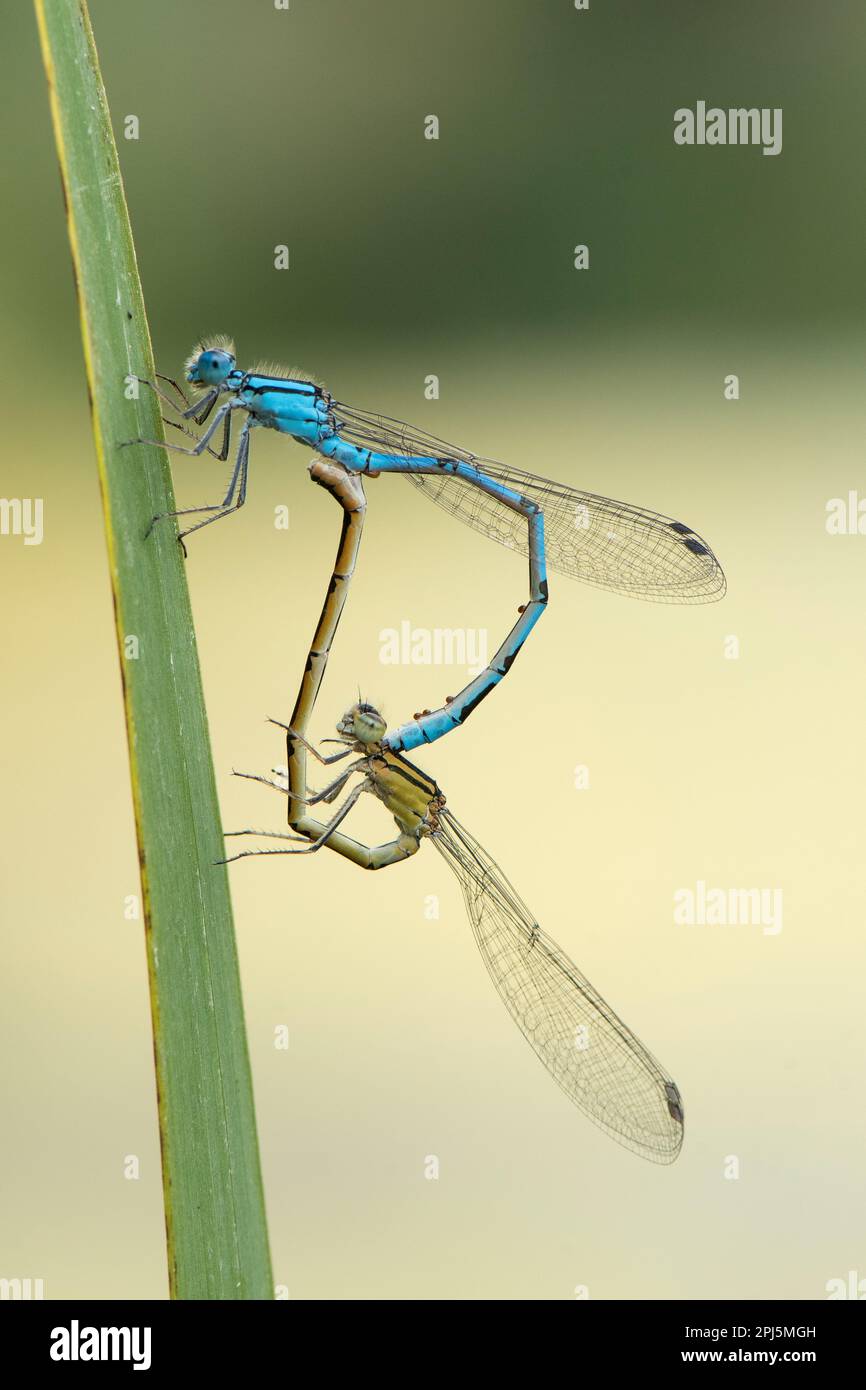 Common Blue damselflies mating. Latin name Enallagma Cyathigerum Stock ...