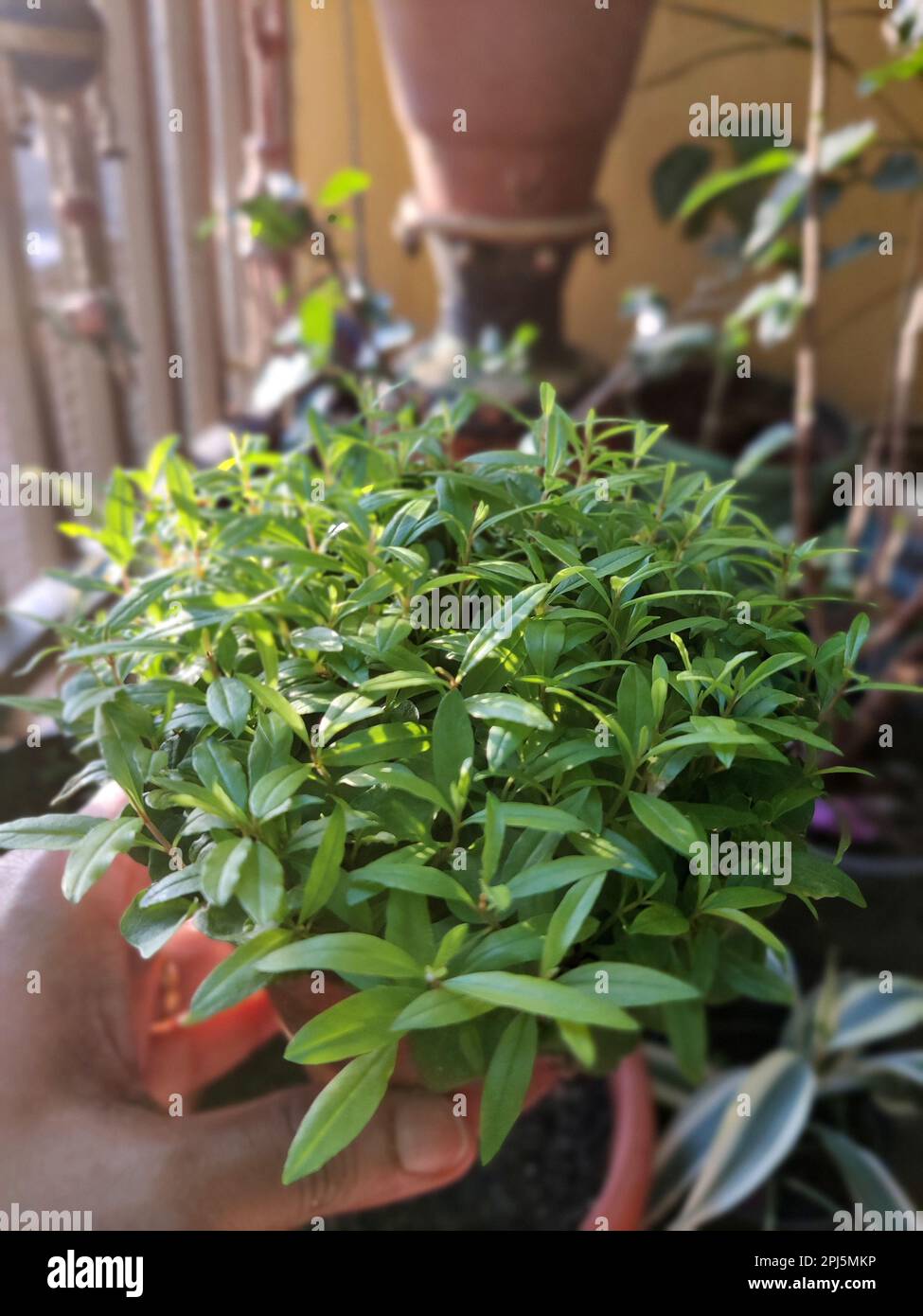 Pomegranate seedling hi-res stock photography and images - Alamy