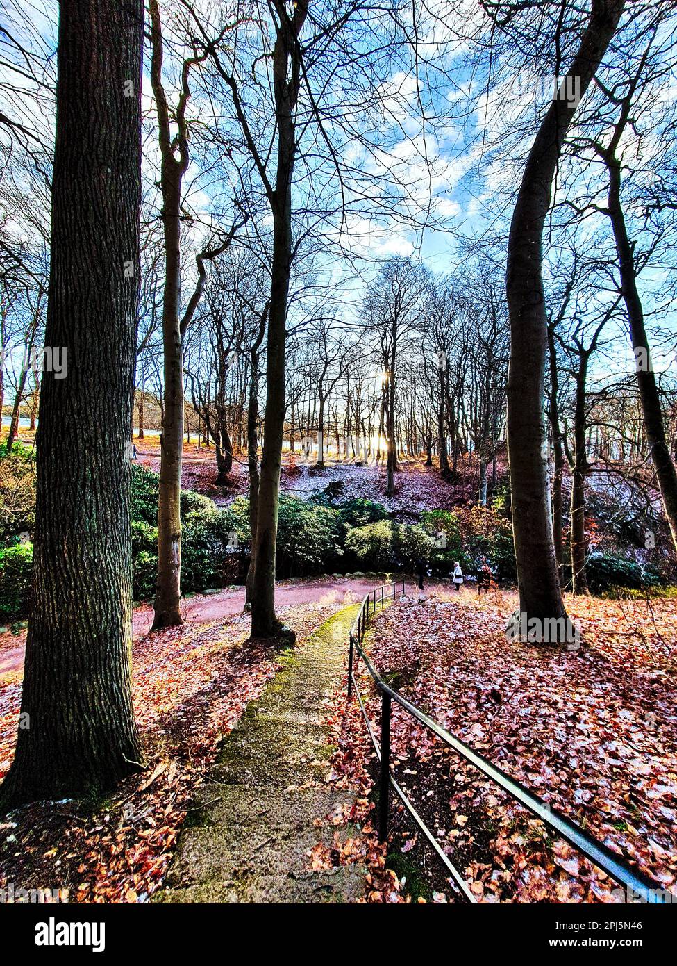 A scenic pathway winding through a dense forest of deciduous trees ...