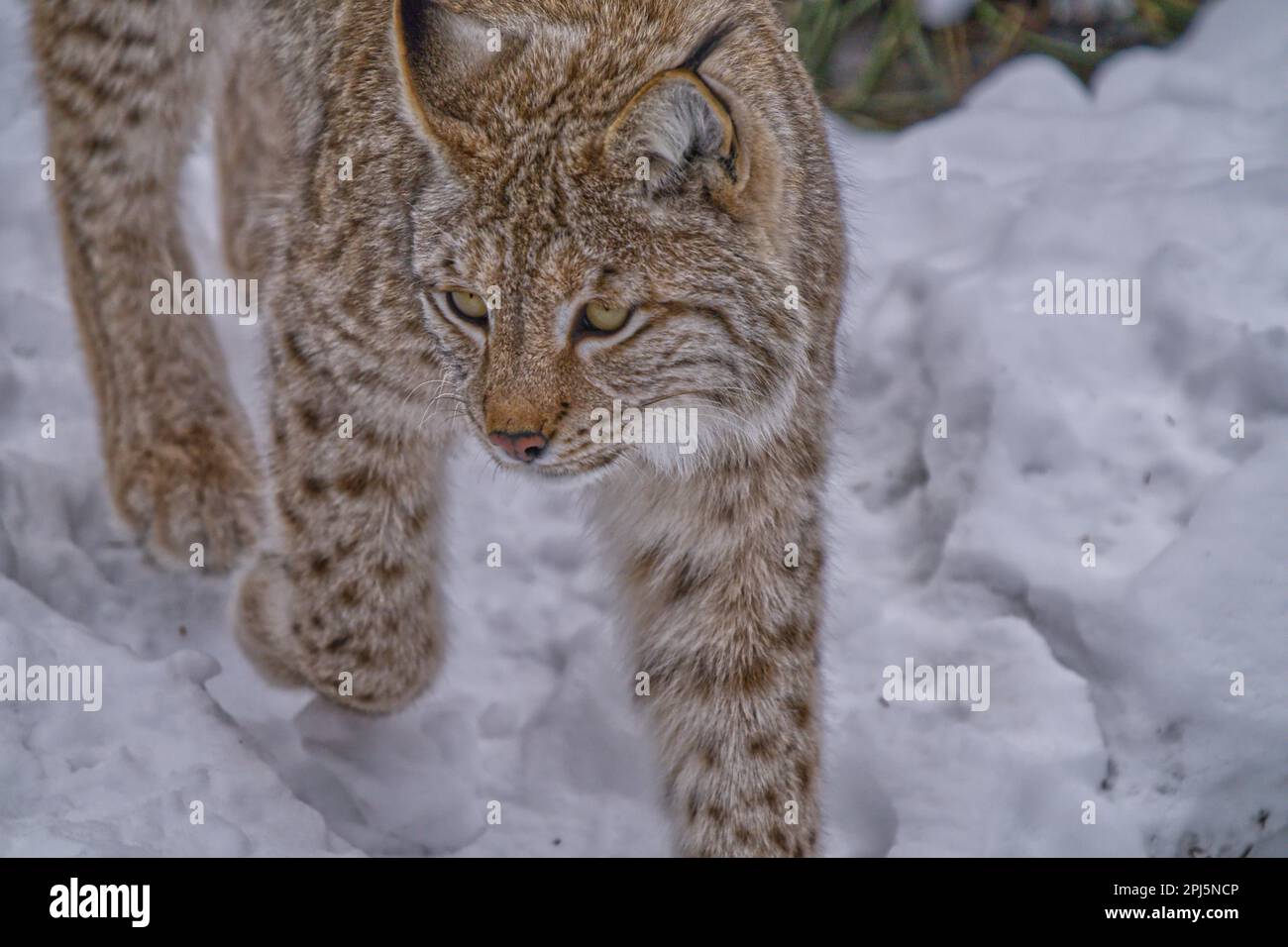 Predatoranimal hi-res stock photography and images - Alamy