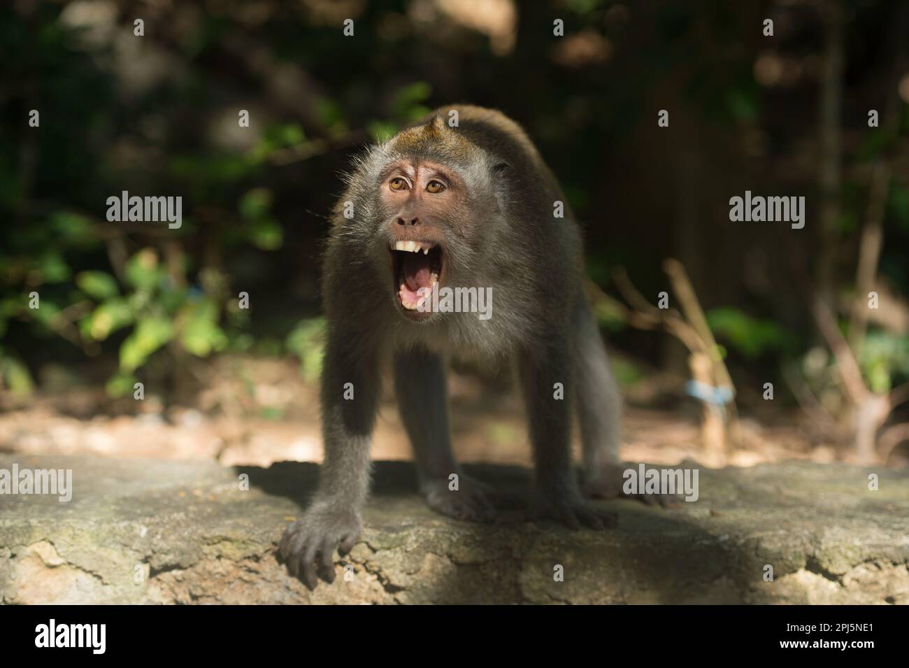 Wild ape showing teeth Stock Photo - Alamy