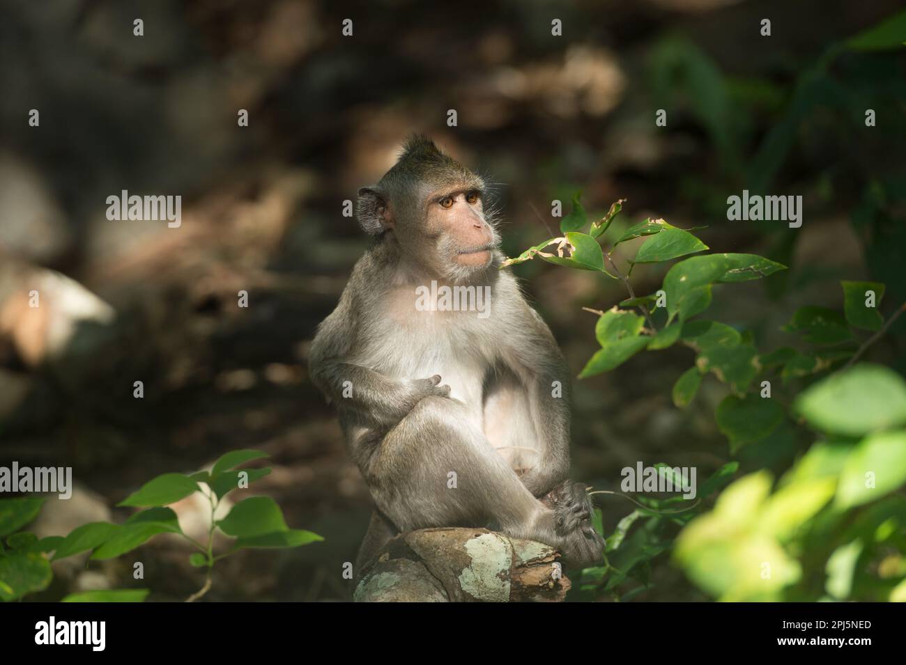 Wild ape showing teeth Stock Photo - Alamy