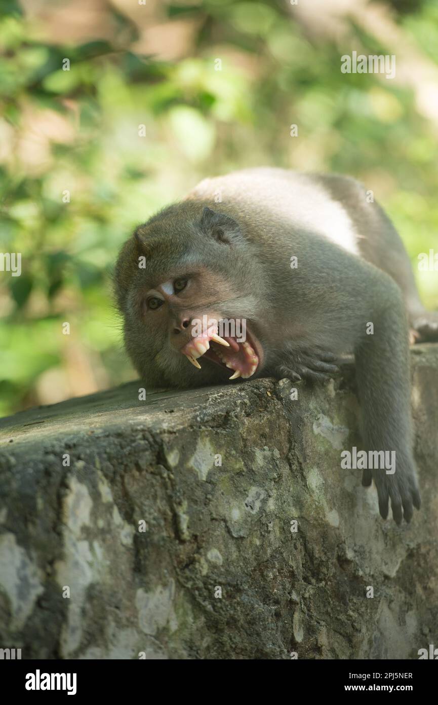 Wild ape showing teeth Stock Photo - Alamy