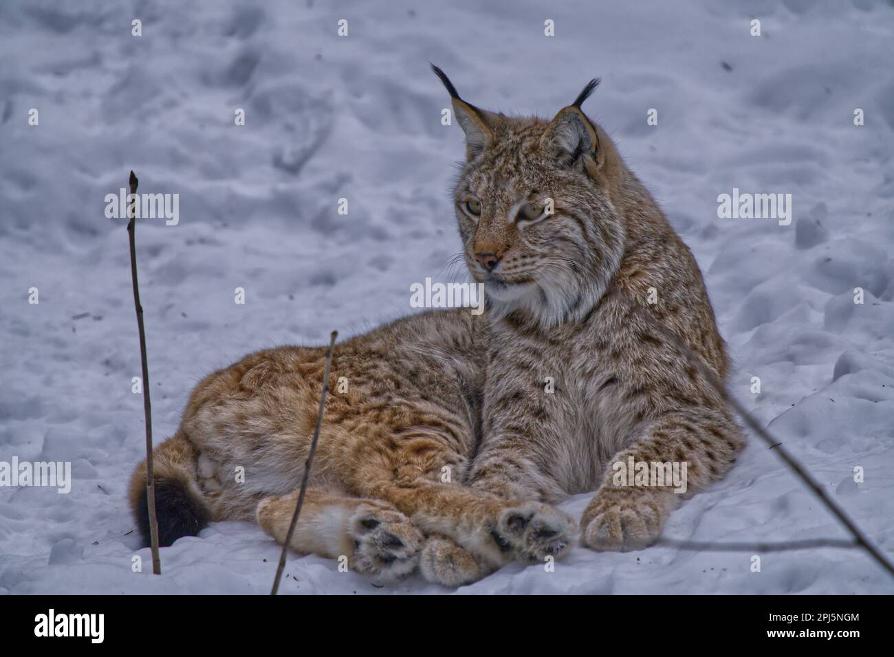 A majestic lynx is perched atop a snowy landscape, its gaze piercing ...