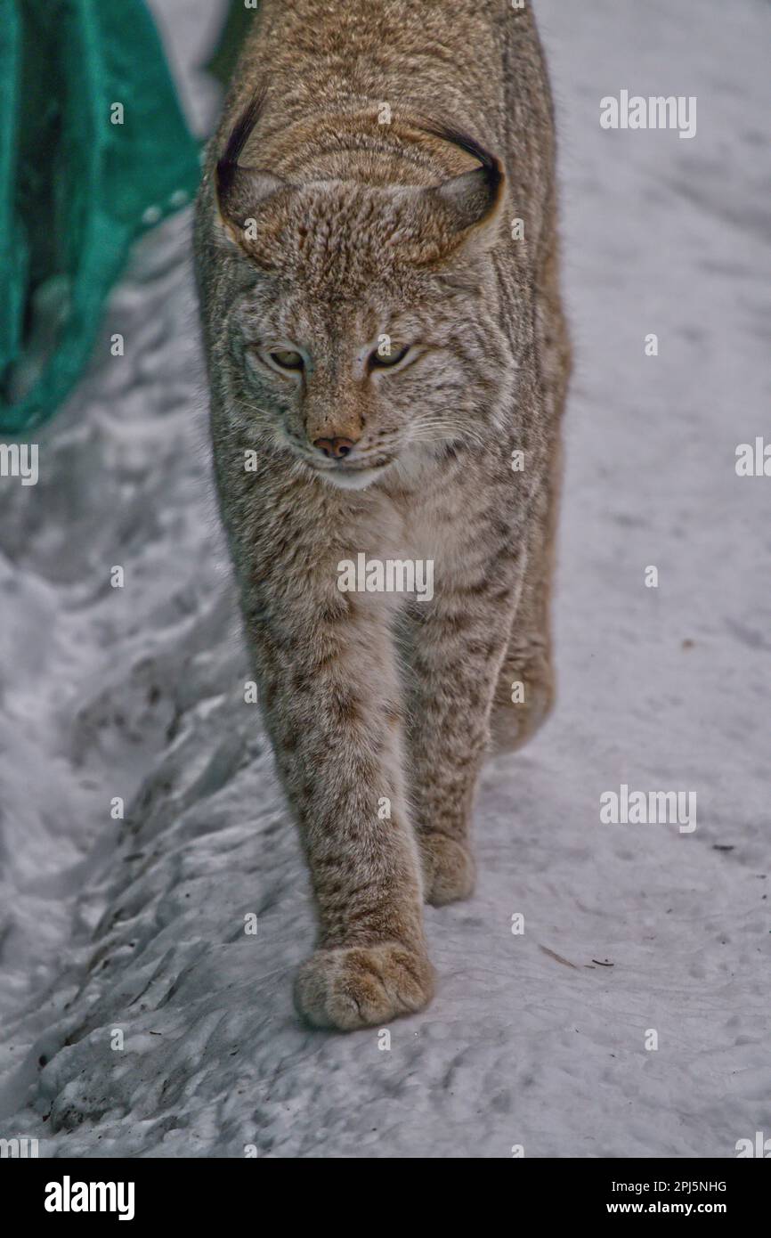 An orange tabby cat walking through a winter wonderland, their head low ...