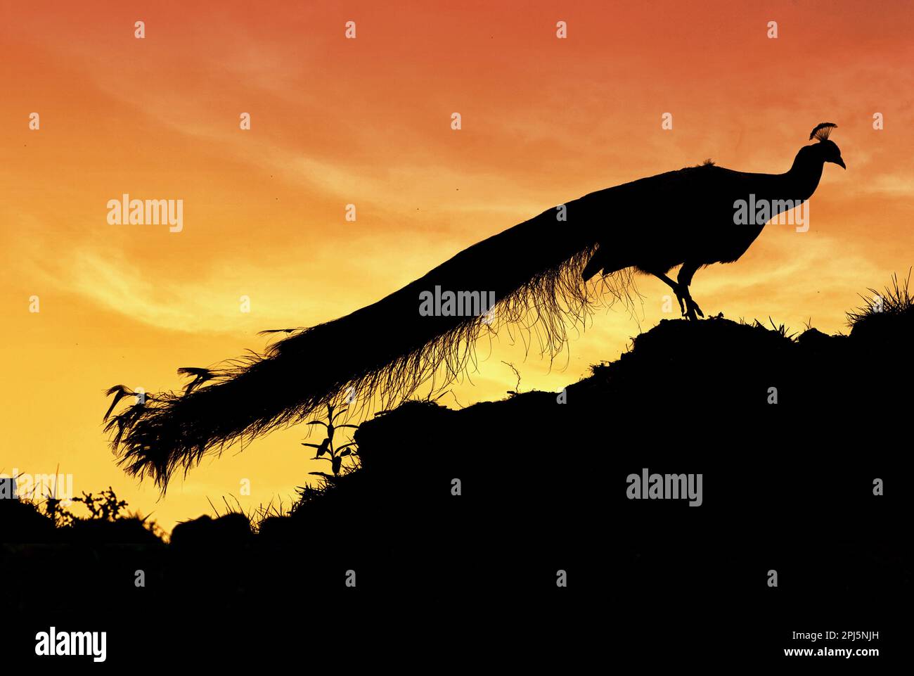 peacock in silhouette, against sunset sky Stock Photo - Alamy