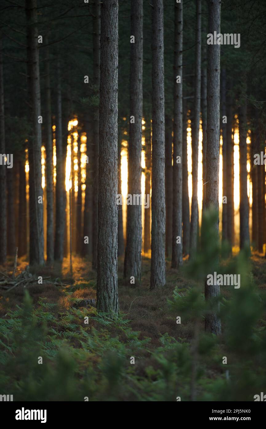 tree trunks with sunset behind them Stock Photo - Alamy