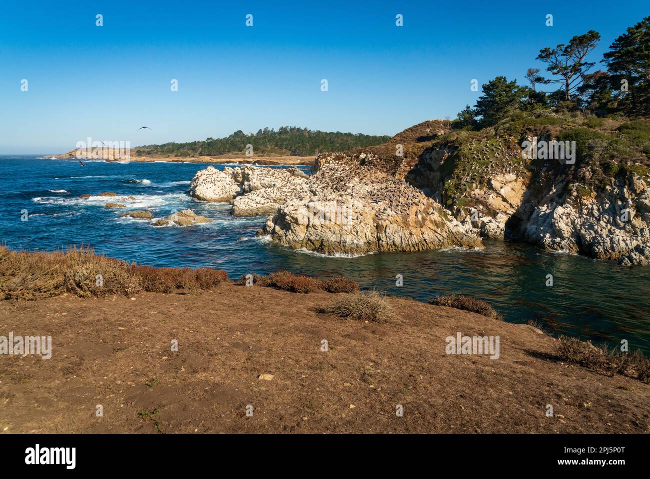 Point Lobos State Natural Reserve, California Stock Photo - Alamy