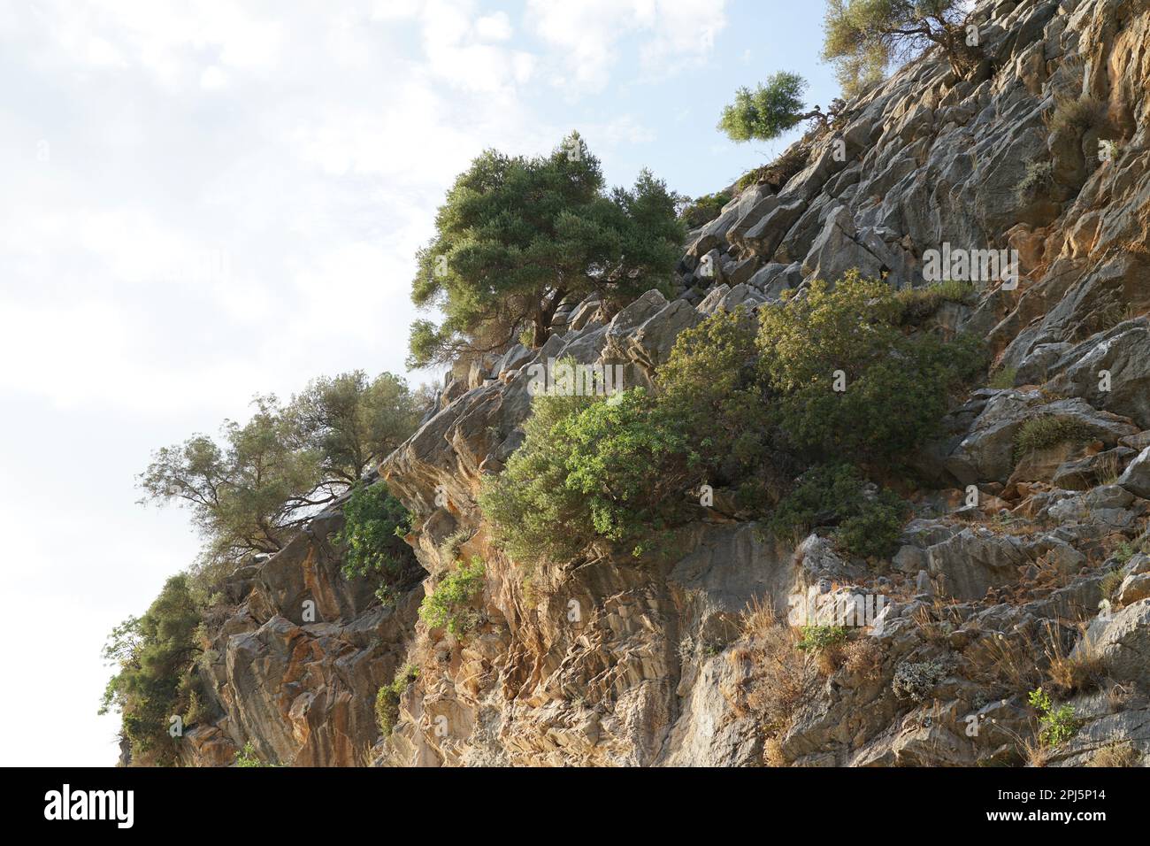 Wildlife greek rhodos hi-res stock photography and images - Alamy