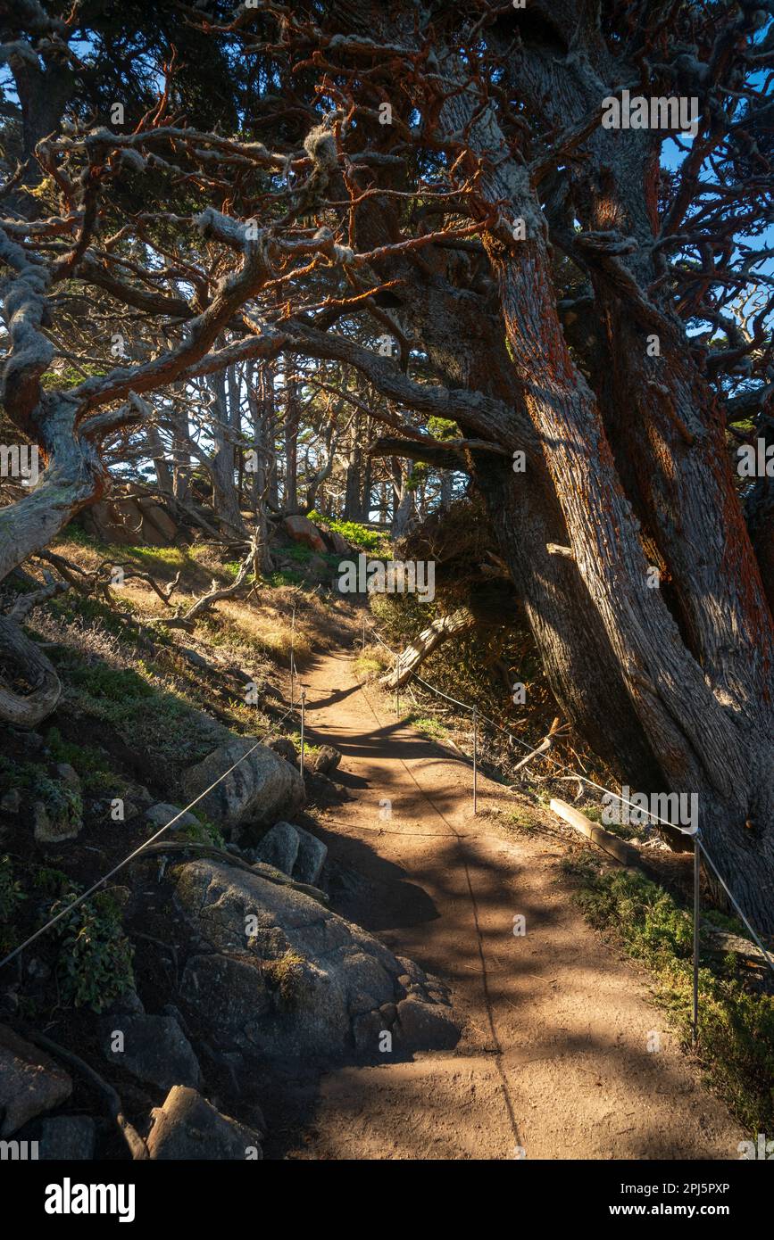 Monterey california point lobos whale hi-res stock photography and ...