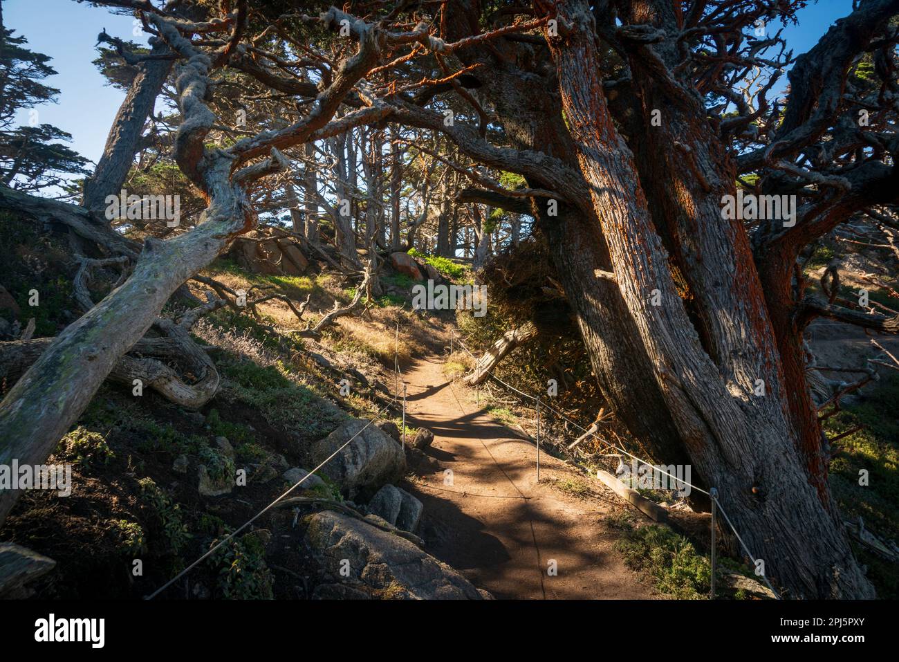 Point lobos cove cypress hi-res stock photography and images - Alamy