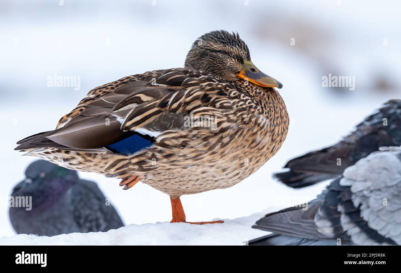 Female Mallard Duck Anas Platyrhynchos Standing On One Leg On Snow