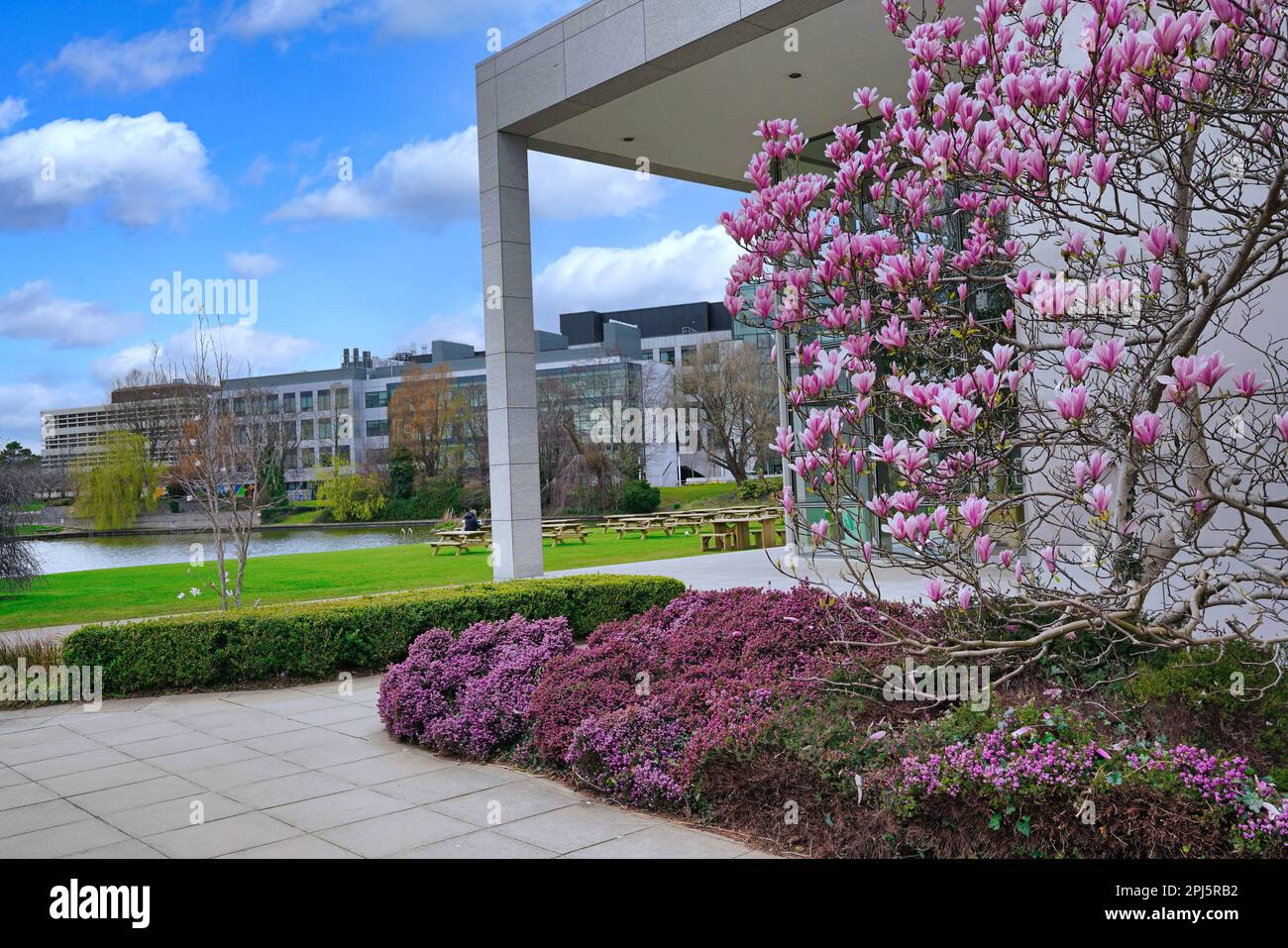 Magnolia tree in bloom at University College Dublin, with the pond and ...