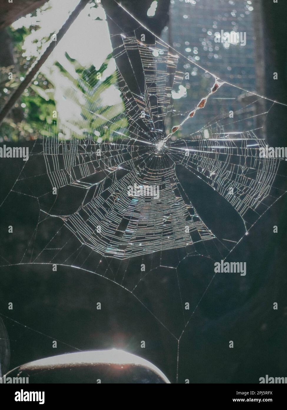A artsy scene featuring a sun-soaked spider web Stock Photo - Alamy