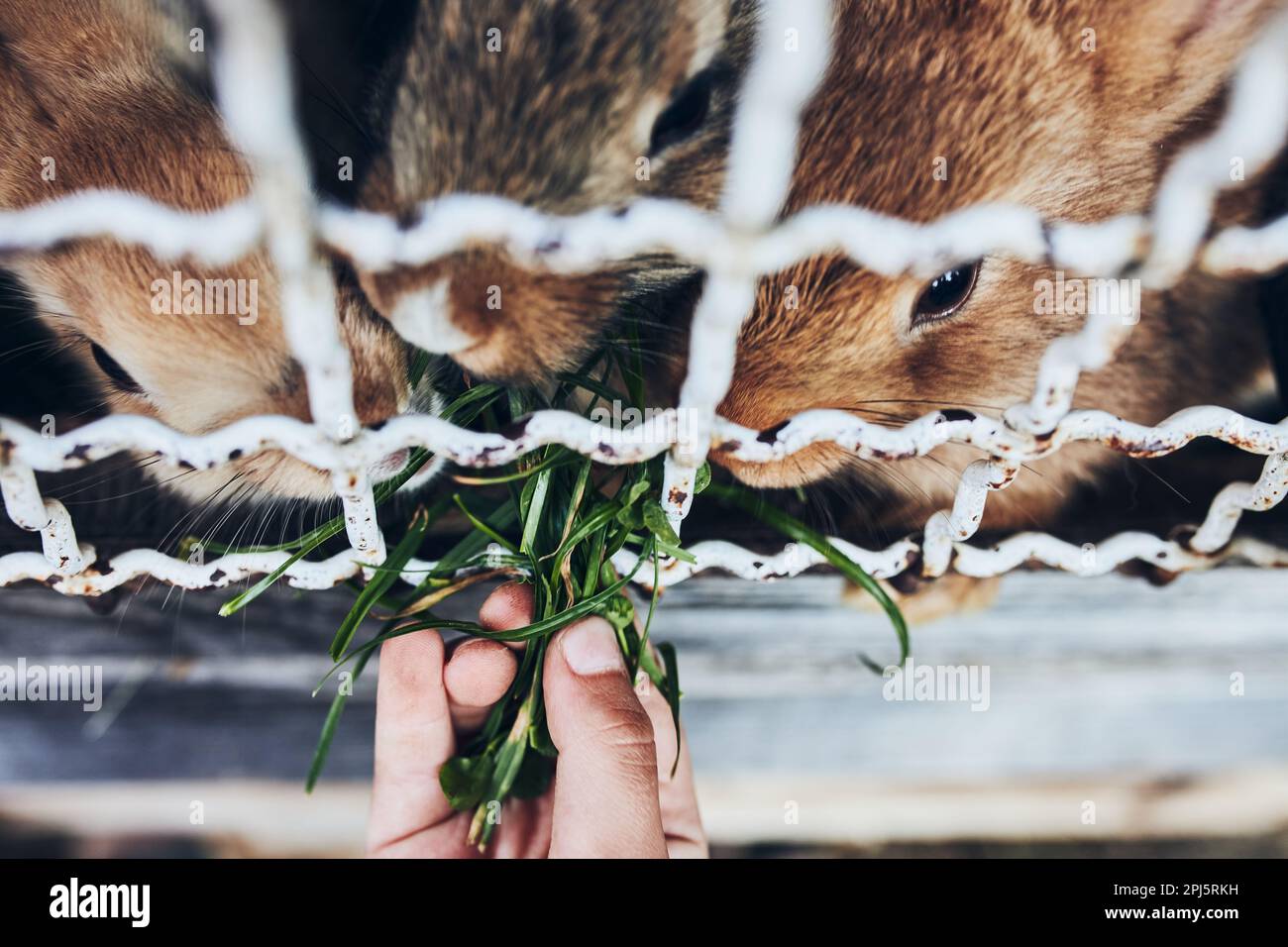 Child feeding rabbits sitting in hutch on farm. Closeup of child hand ...