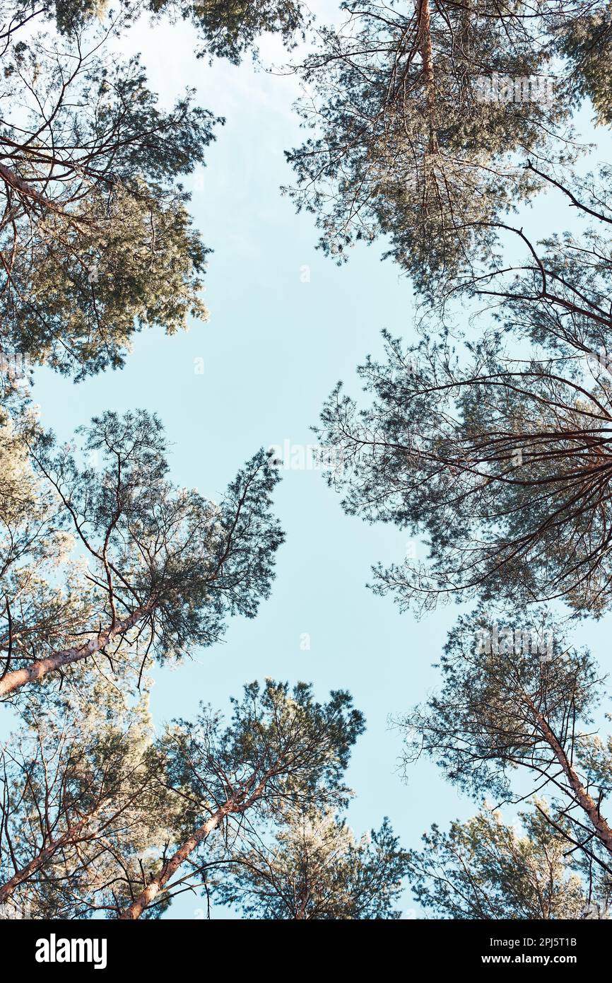 Tree top view of forest ground hi-res stock photography and images - Alamy