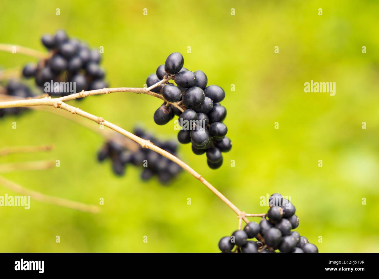 Wild ordinary privet berries Ligustrum vulgare along a road in Drenthe ...