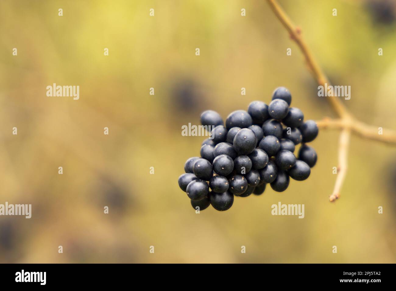 Wild ordinary privet berries Ligustrum vulgare along a road in Drenthe ...