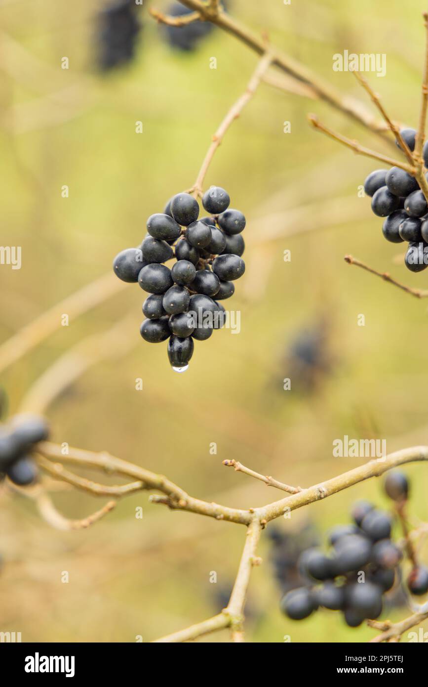 Wild ordinary privet berries Ligustrum vulgare along a road in Drenthe ...