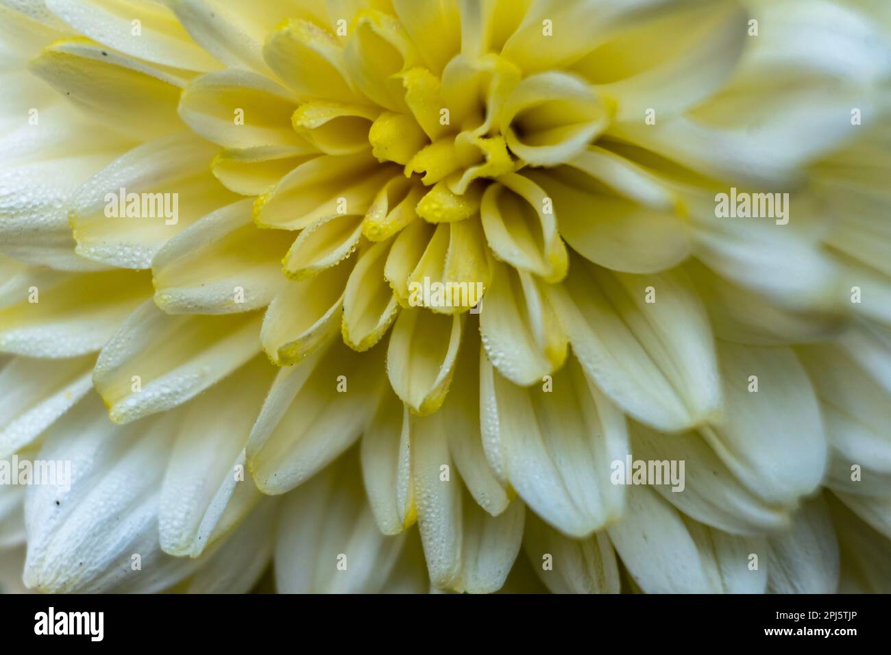 Chrysanthemum closeup image hi-res stock photography and images - Alamy