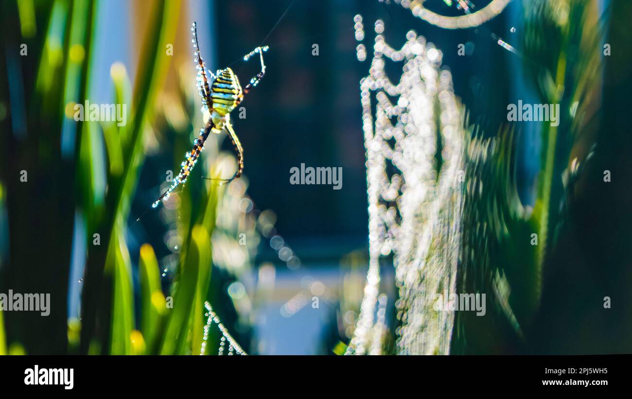 Spider hanging from his spider web Stock Photo - Alamy
