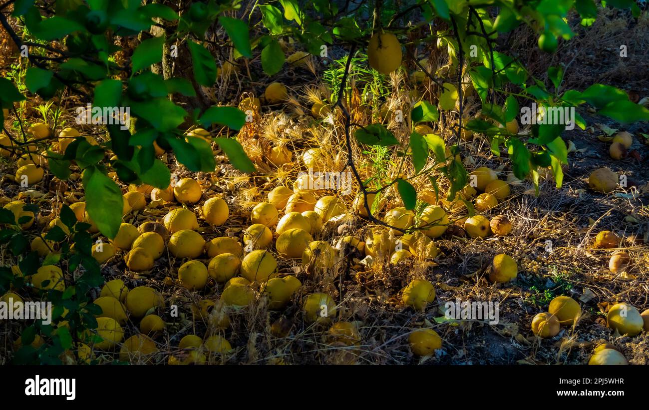 Group of lemons fallen on the ground Stock Photo - Alamy