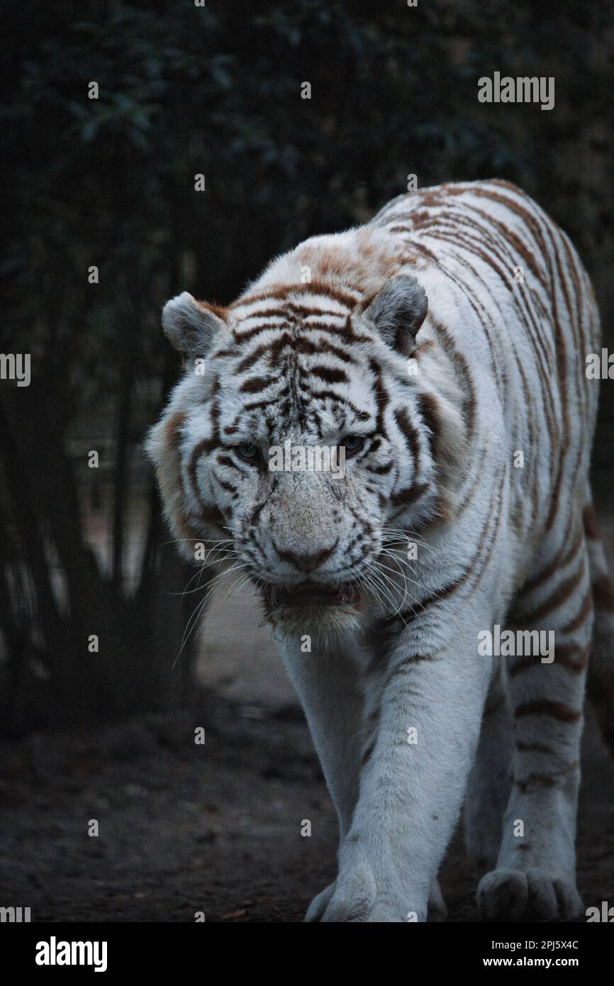 A majestic white tiger walking through open landscape with trees in the ...