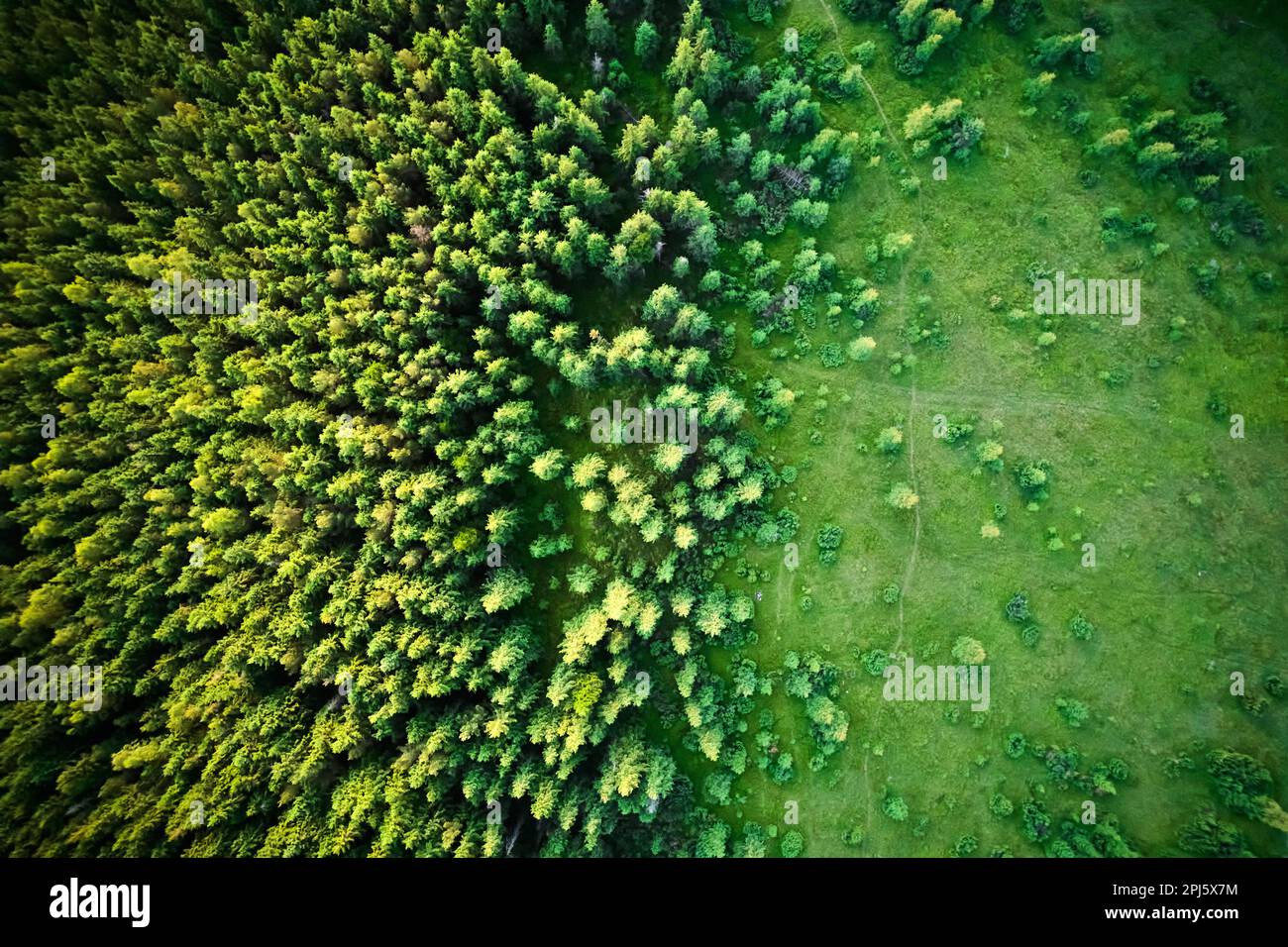 Drone photography of green coniferous alpine trees with deforested area ...