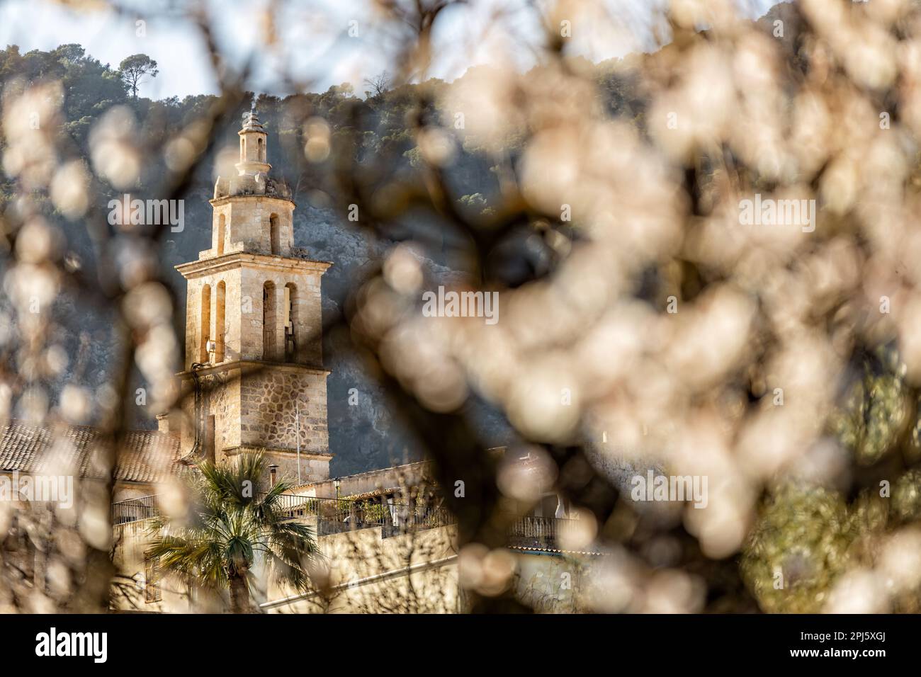 Almond blossom season in village Caimari with parish church Santa Maria ...