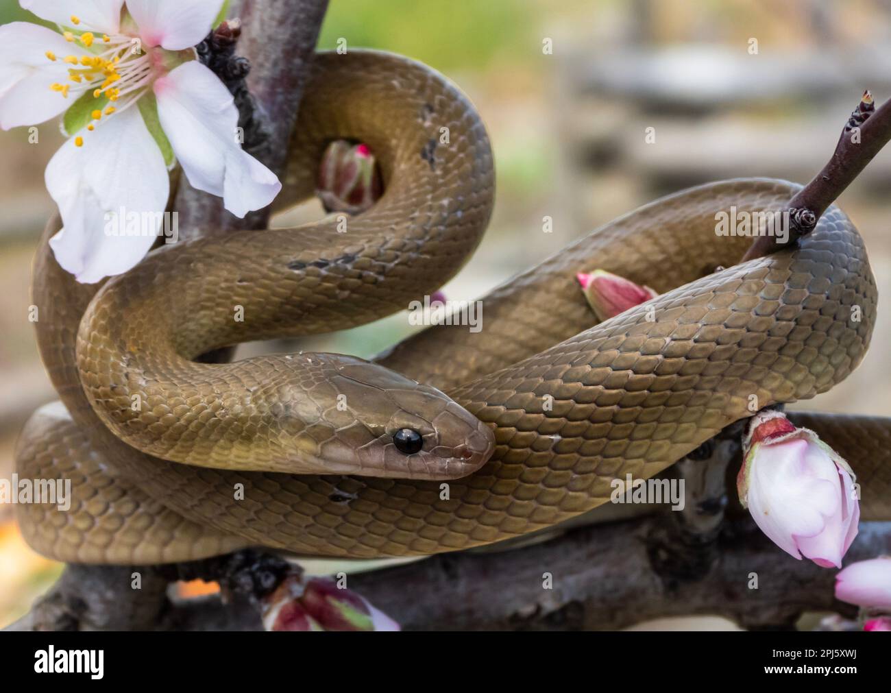 Light brown snake hi-res stock photography and images - Alamy