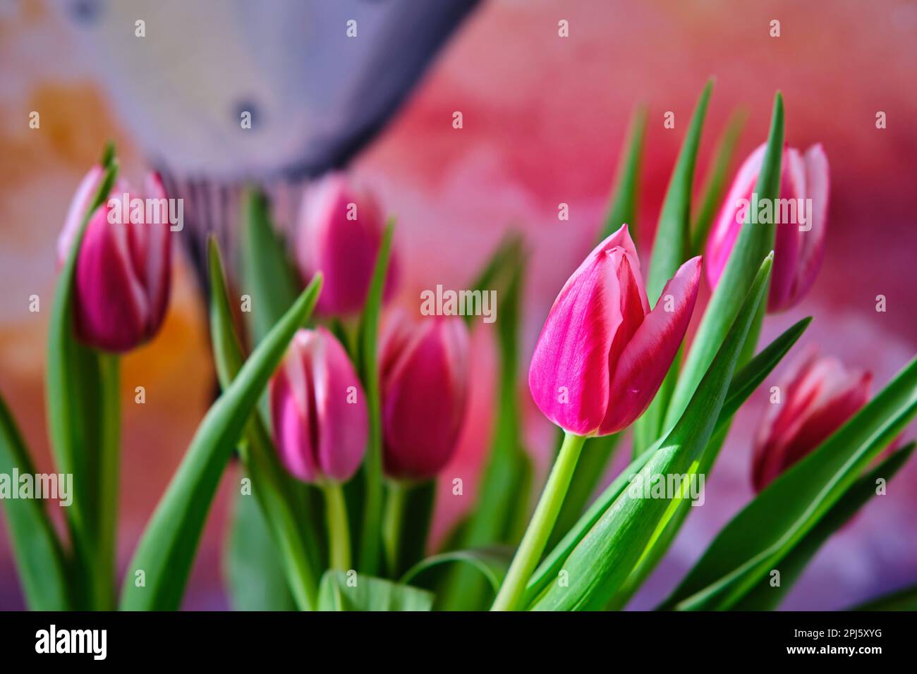 Single Tulip Flower Painting