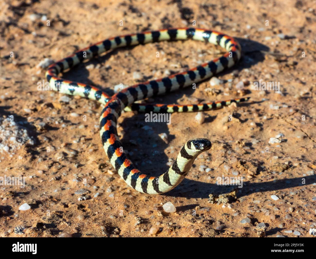 Spotted harlequin snake hi-res stock photography and images - Alamy