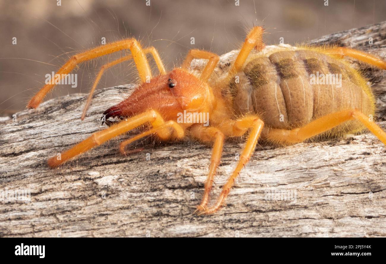 Spinetips hi-res stock photography and images - Alamy