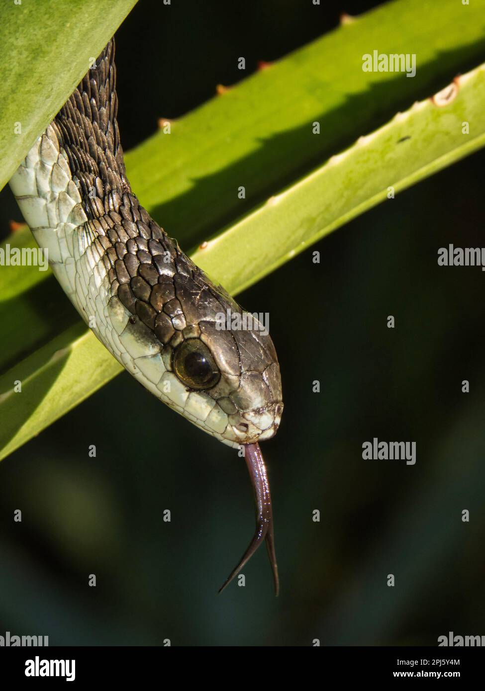 A macro shot of a thin snake slithering with its tongue out Stock Photo ...