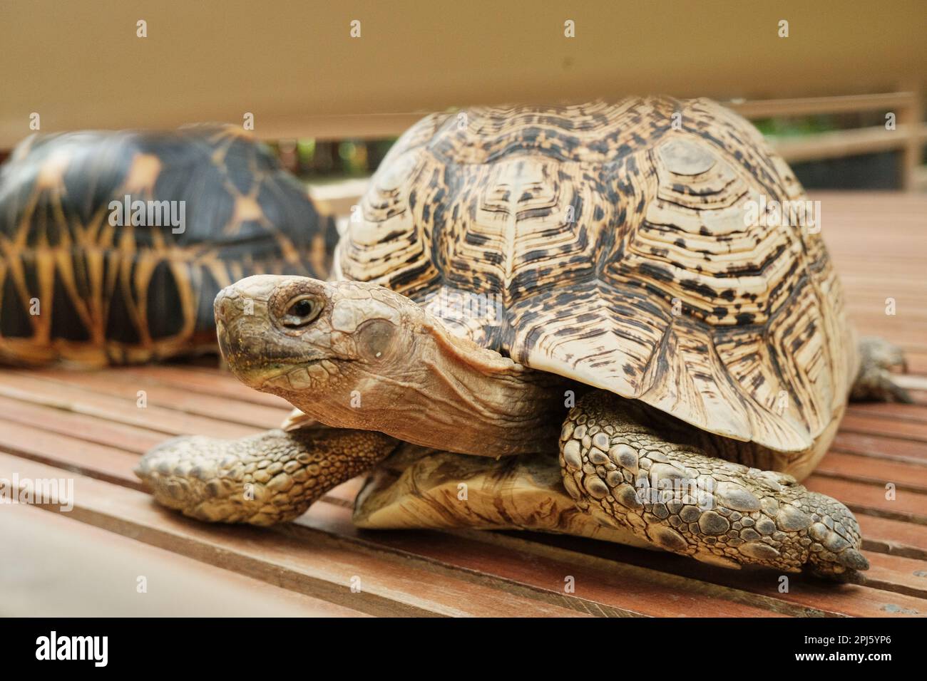 Astrochelys radiata or Radiated tortoise a Critically Endangered animal ...